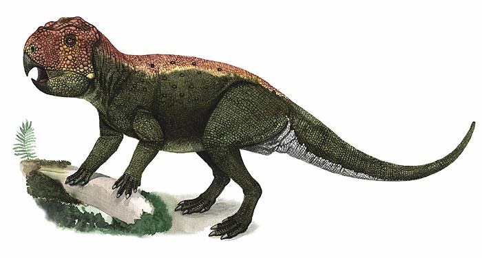 FAMILIA CERATOPSIDAE: DINOSAURIOS: FAMILIA CERATOPSIDAE