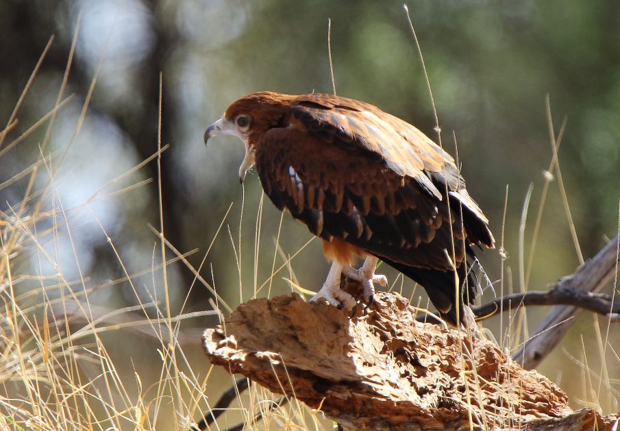 Richard Waring's Birds of Australia: Black-breasted Buzzard family saga