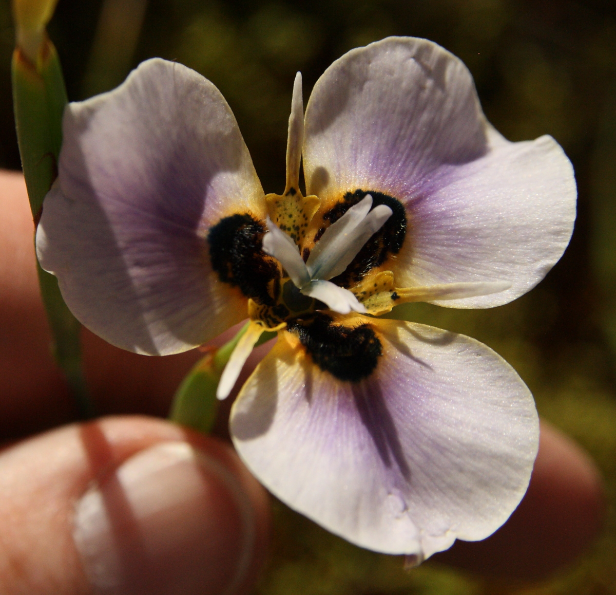 Growing Cool Plants: Moraea MM 13-12