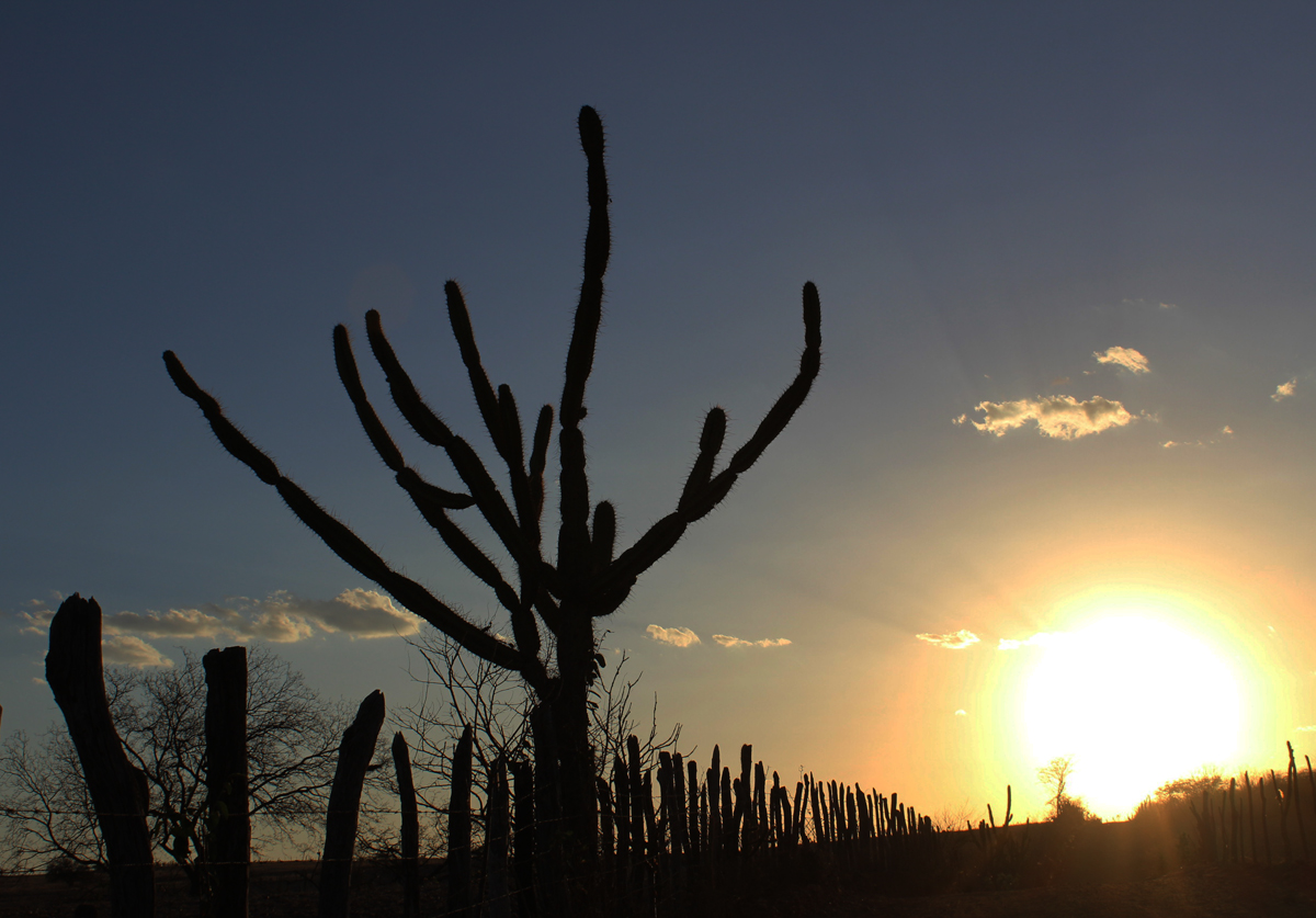 ser tão/sertão: SOBRE OS BRAÇOS ABERTOS DO MANDACARU