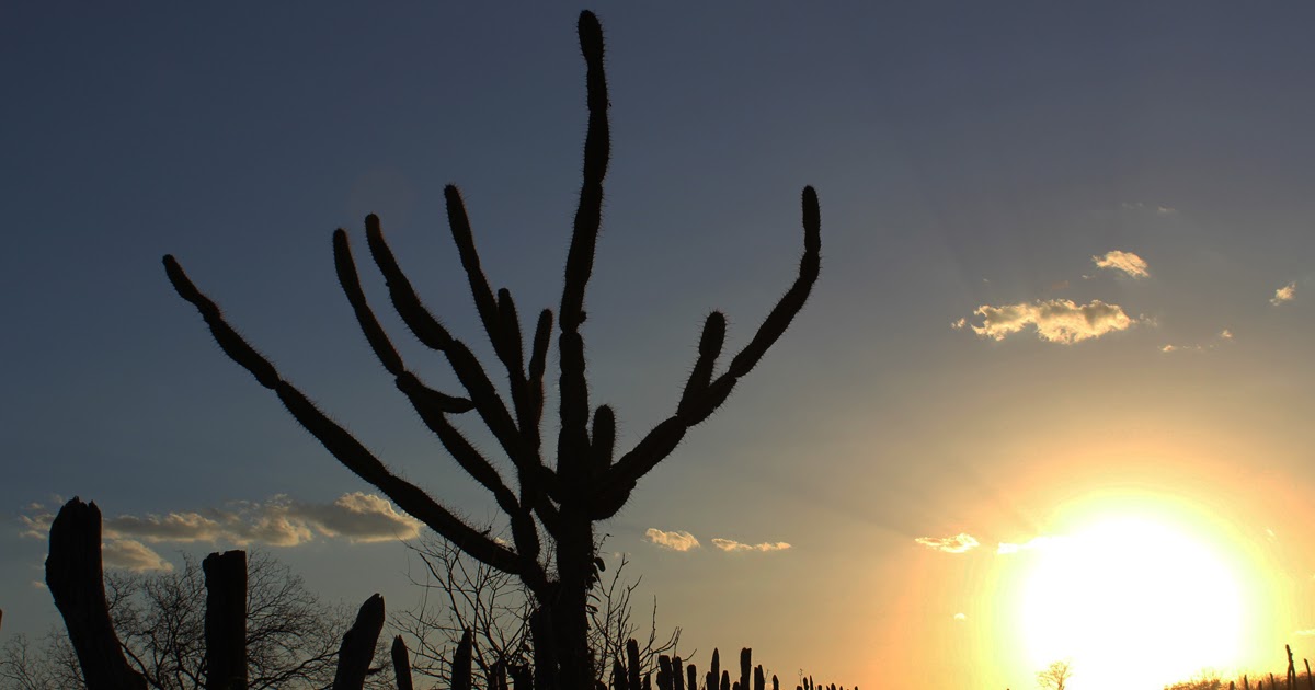 ser tão/sertão: SOBRE OS BRAÇOS ABERTOS DO MANDACARU