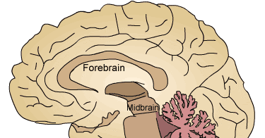 Bio Geo Nerd: Brain Anatomy and Functions
