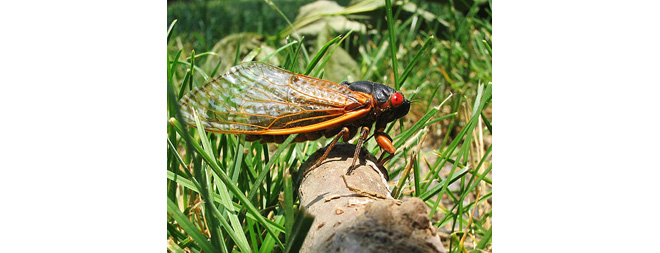 Superhydrophobic Cicada Wings Are Self-Cleaning
