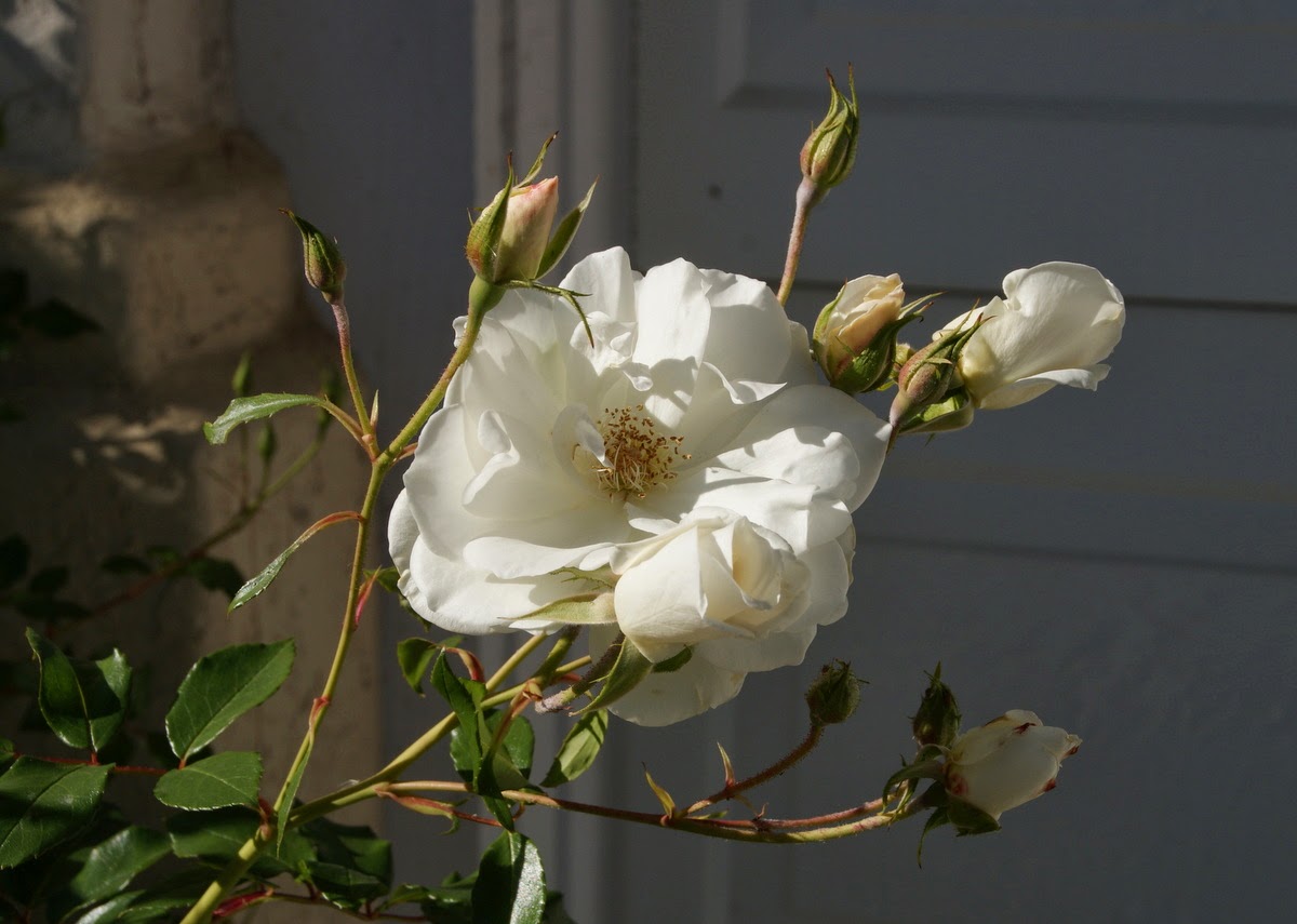 Organic Garden Dreams: December Roses
