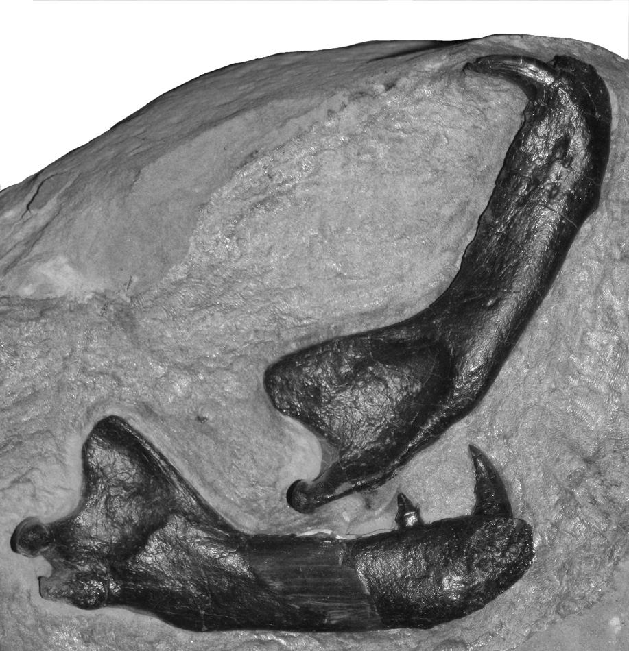 The Coastal Paleontologist: Fossil Fur seals from Northern California ...