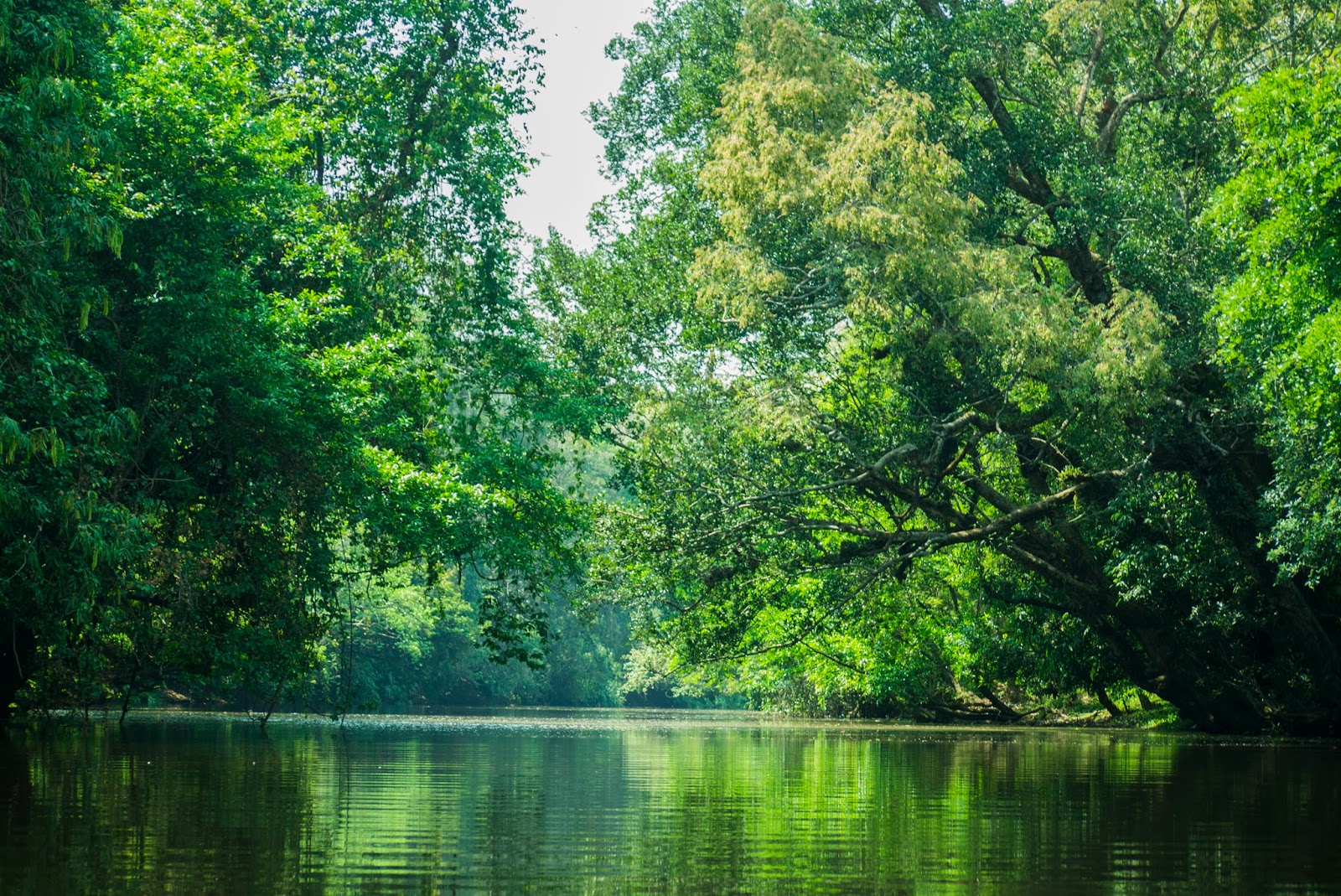 Places to visit in Kerala: Adavi Eco Tourism, Konni, Pathanamthitta Kerala