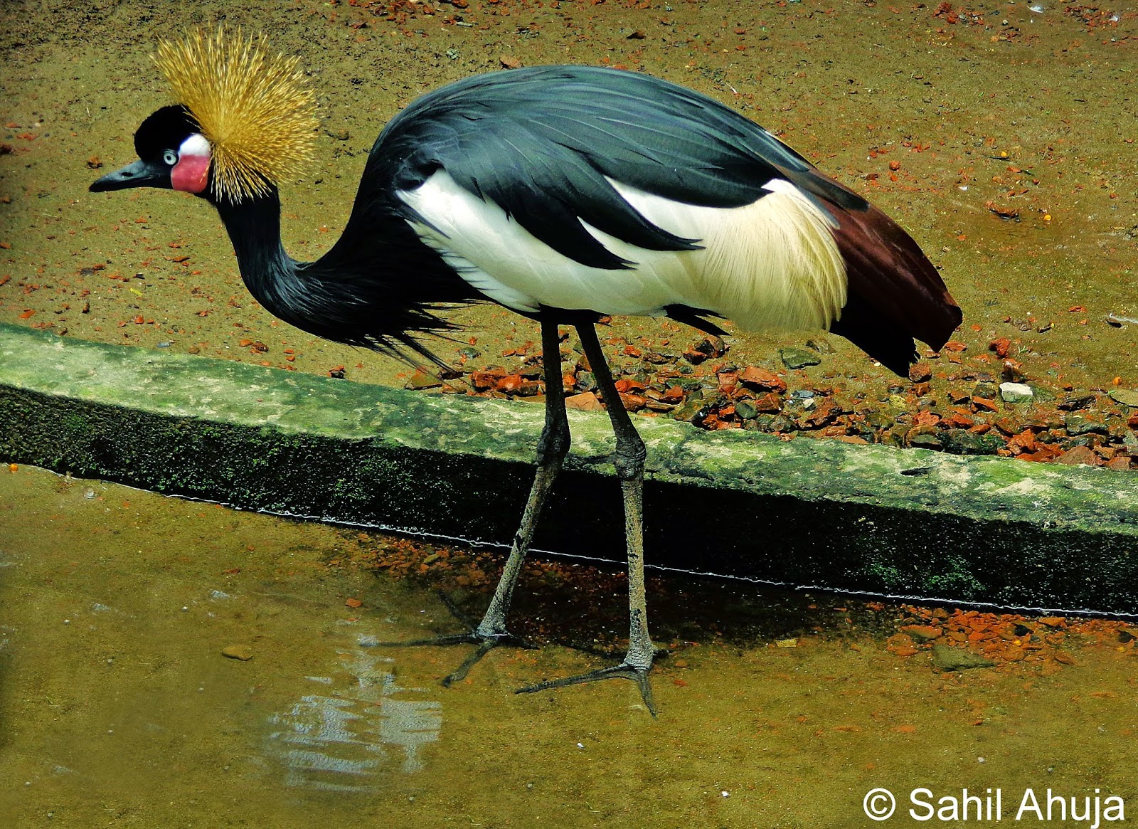 Pixelated Memories: Alipore Zoo, Calcutta