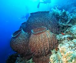 Invertebrados: Classe Demospongiae