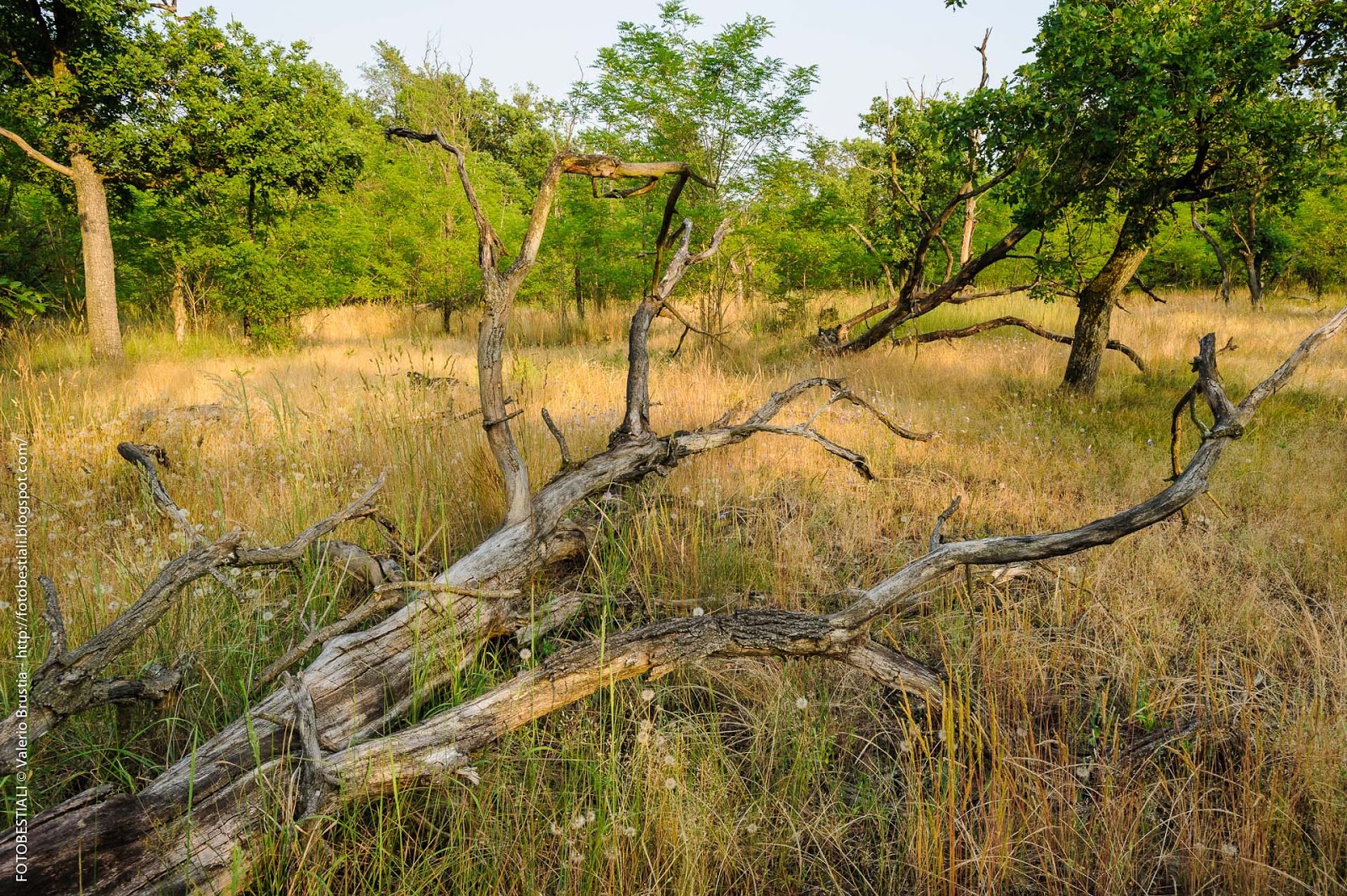 Fotobestiali: La Fagiana, il bosco di pianura del Parco del Ticino