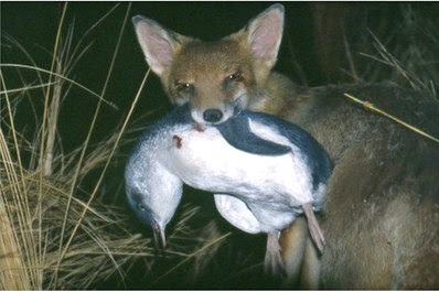 ART and ARCHITECTURE, mainly: Maremma dogs protect fairy penguins from ...