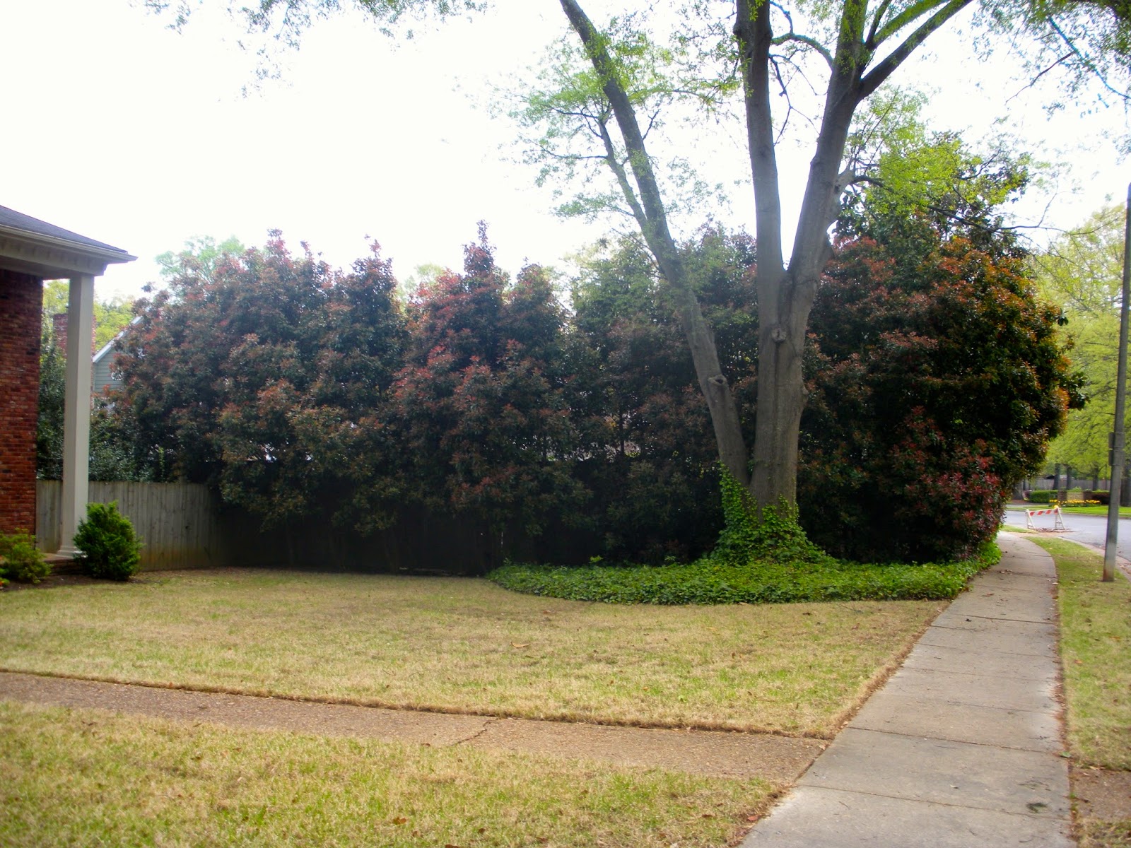 Memphis Trees: A walk in the Greentrees neighborhood to Holmes Park and ...