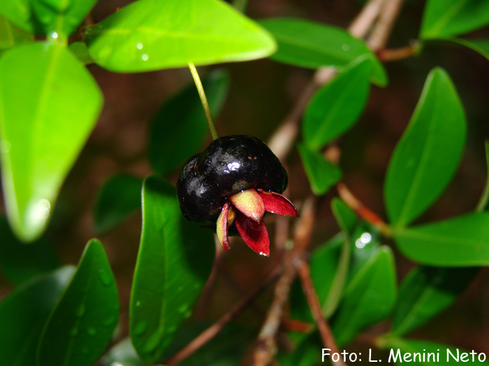 Novidades da Plantamundo: Coleção de Hedychiums e muitas novidades mais