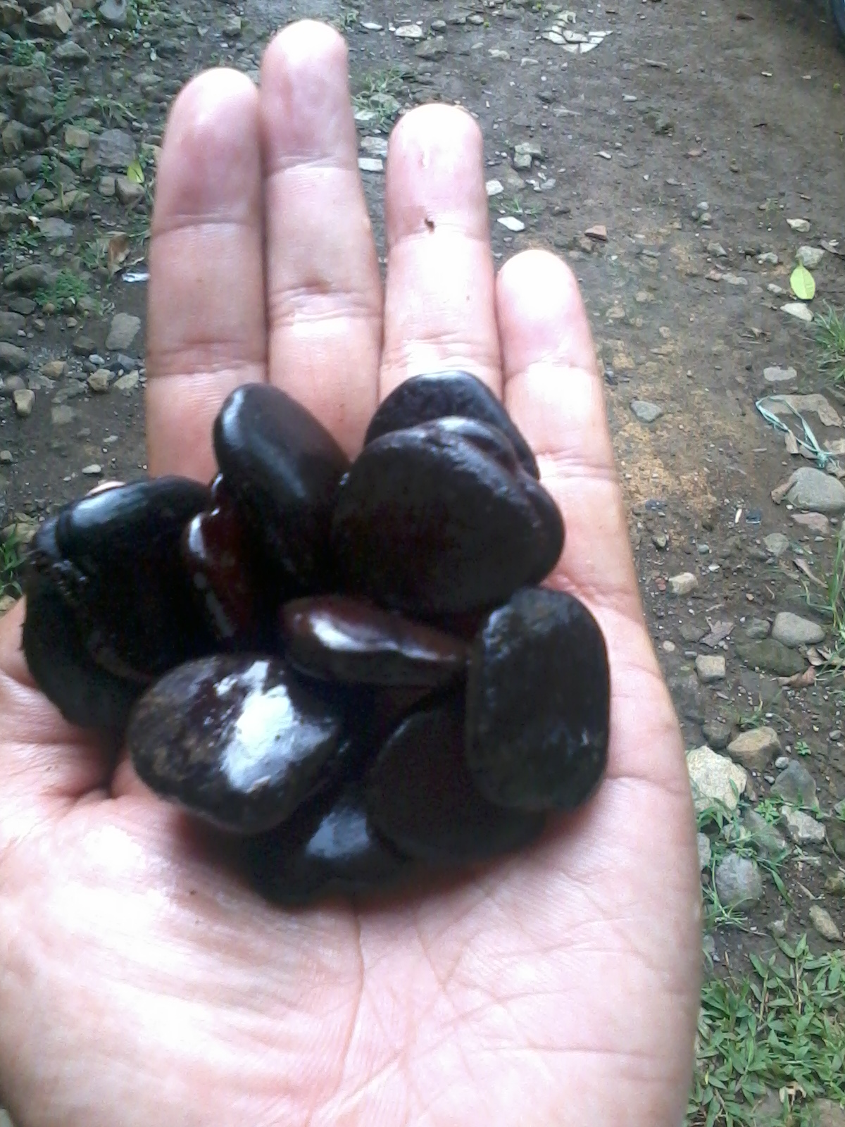 Jual Benih atau Bibit Kehutanan, Palawija, Kacangan LCC, Buah dan Pupuk ...