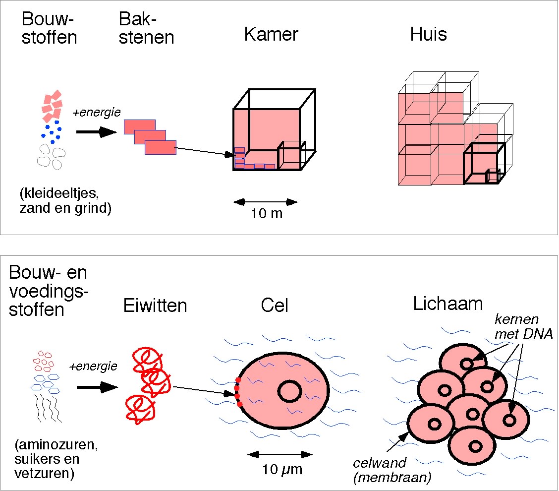 Roeien & Reizen: Kamers & Cellen