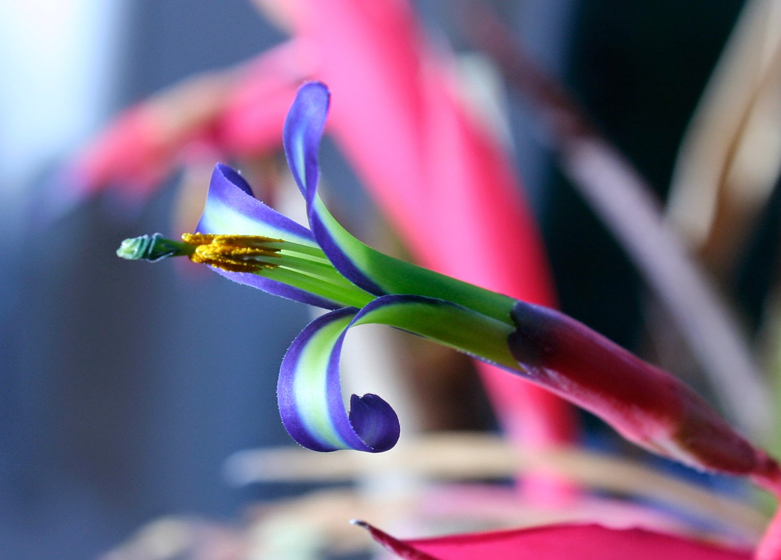 Poppular Photography: A Very Colorful Queen's Tears Flower