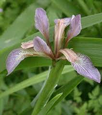 Herbs-Treat and Taste: IRIS OR STINKING GLADWYN - NOT REALLY A STINKER ...