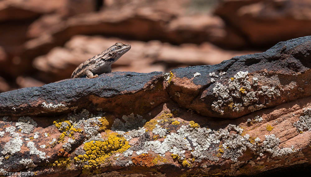 Steve Joyce's BLOG: Moab - Animals