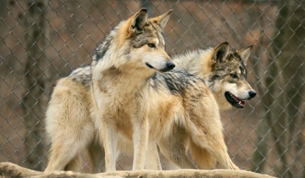 White Wolf : Pair of Mexican gray wolves released into wild (Video)