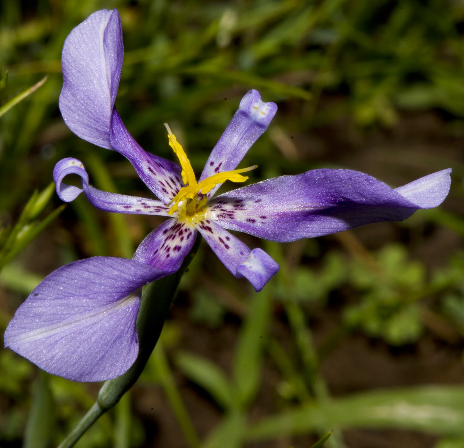 FOTOGRAFIAS DE LA FLORA AUTOCTONA DEL URUGUAY: Calydorea amabilis