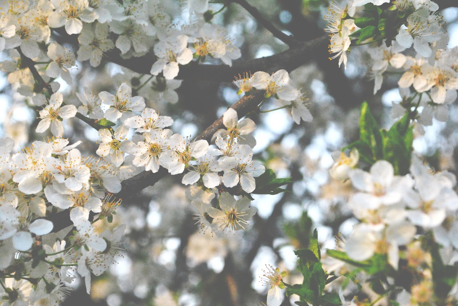 Jarné fotky II. - Môj život - tvoj život