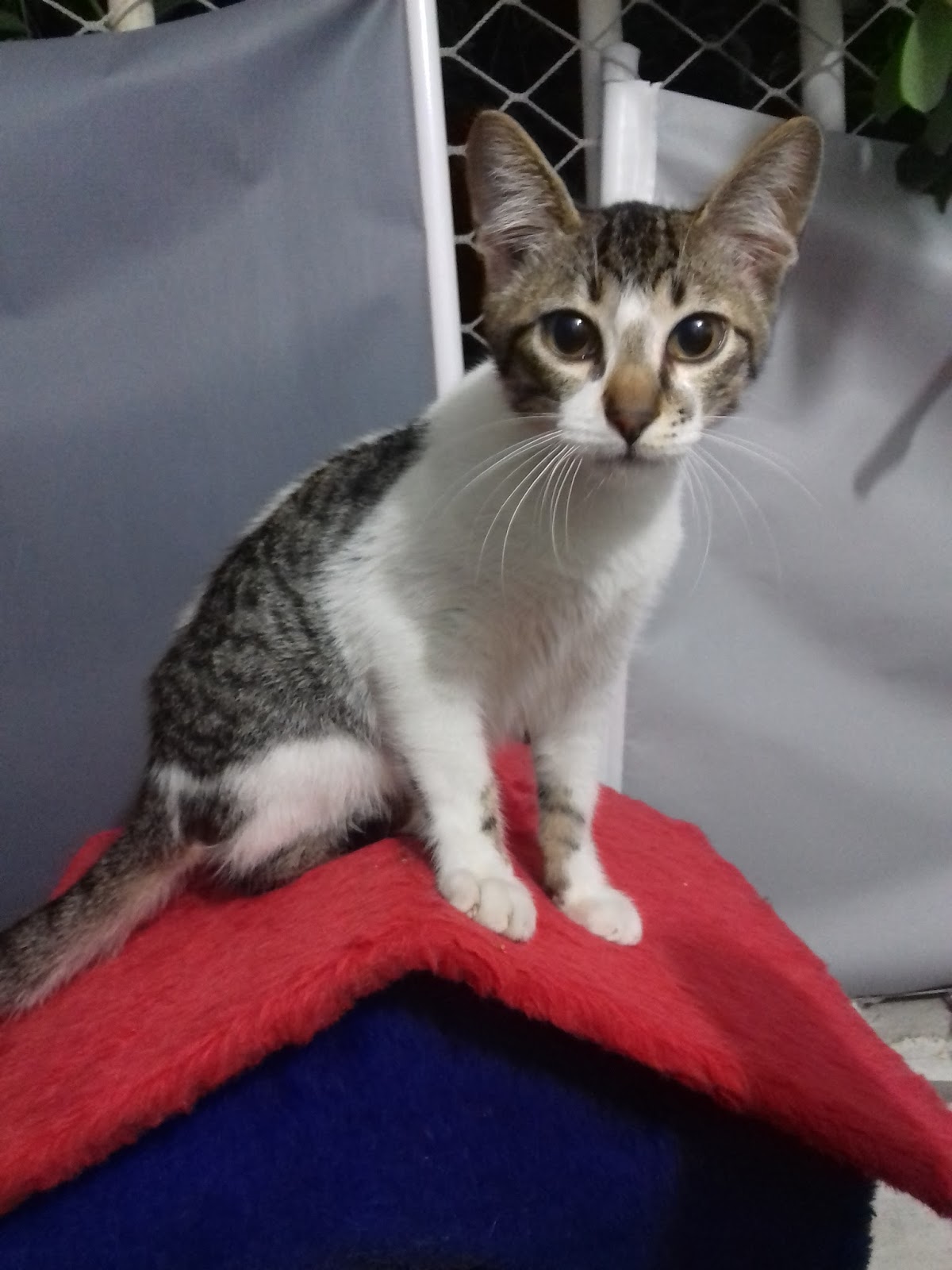 Animais para Adoção - SP: Scott e Moss: filhotes de gatos - 4 meses