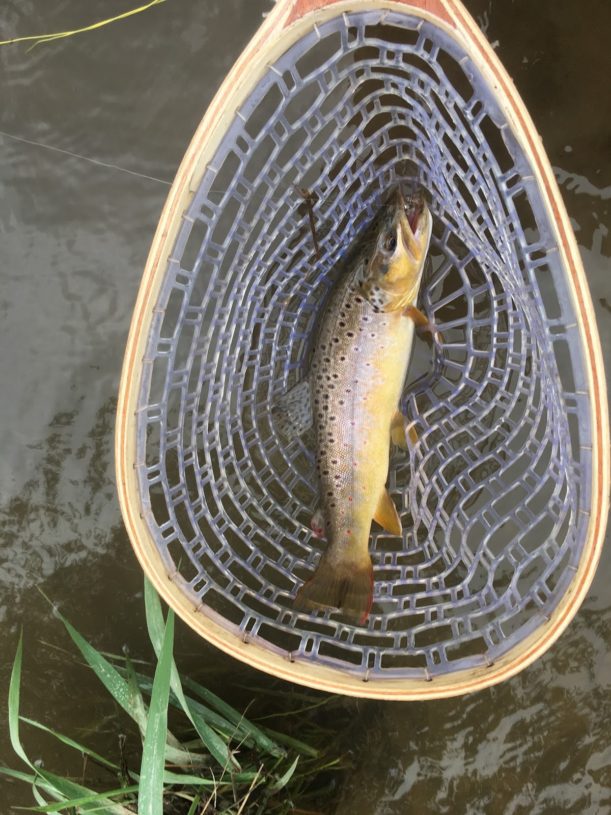 Trout Stream Day Dreams: Big Fish, Tiny Stream