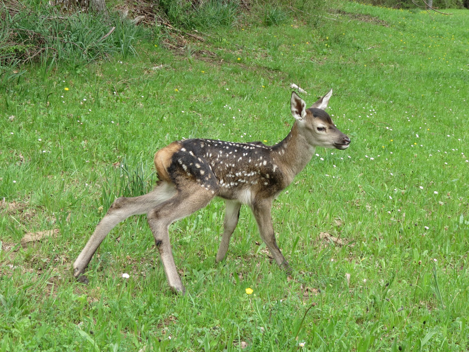 Fauna de las Reservas Regionales de Caza de ´León: Gabato en el Cuartel ...