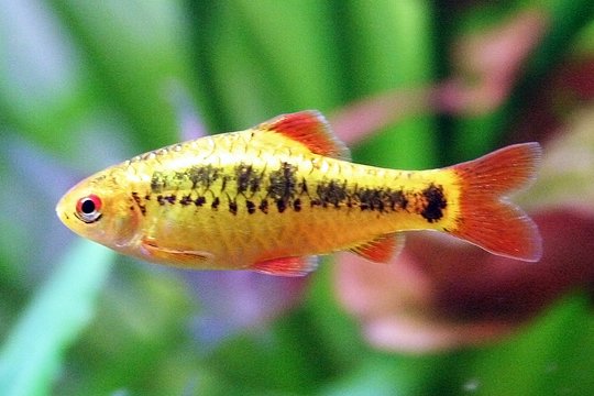 ZA FISH ACTION: Gold Barb (Puntius sachsii), Ikan Kecil Bersisik Emas ...