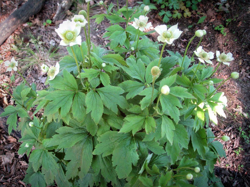 gardening with turtles: Thimbleweed