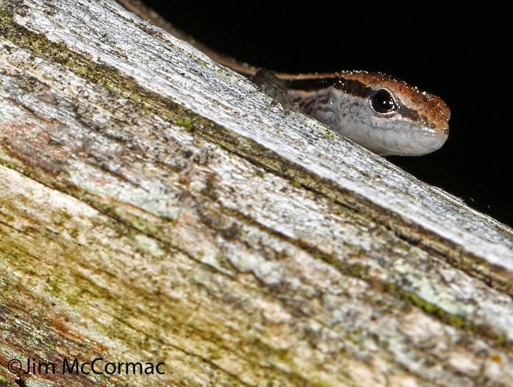 Ohio Birds and Biodiversity: Ground Skink, Scincella lateralis
