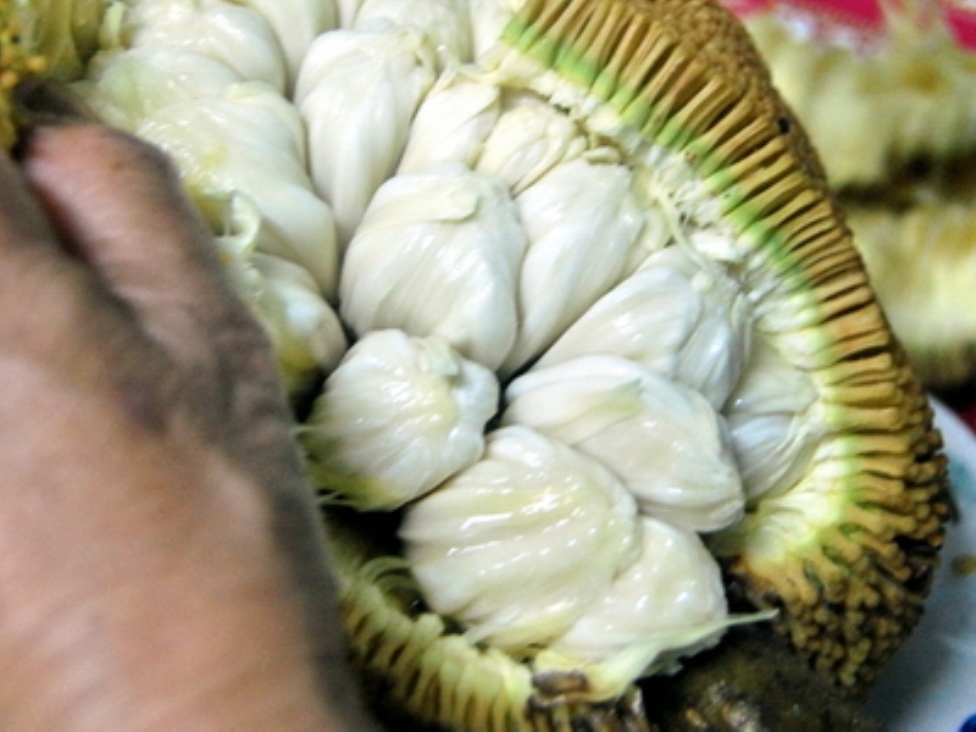 Buah Buahan Borneo, Terap |MyRokan