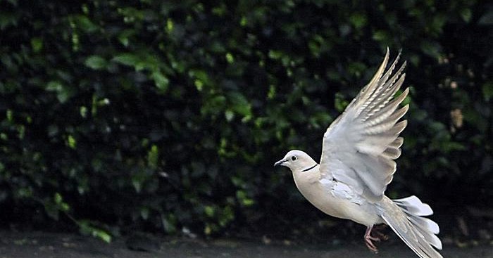 Mengenal Burung Puter dan Macam Jenisnya di Indonesia - Burung Puter ...