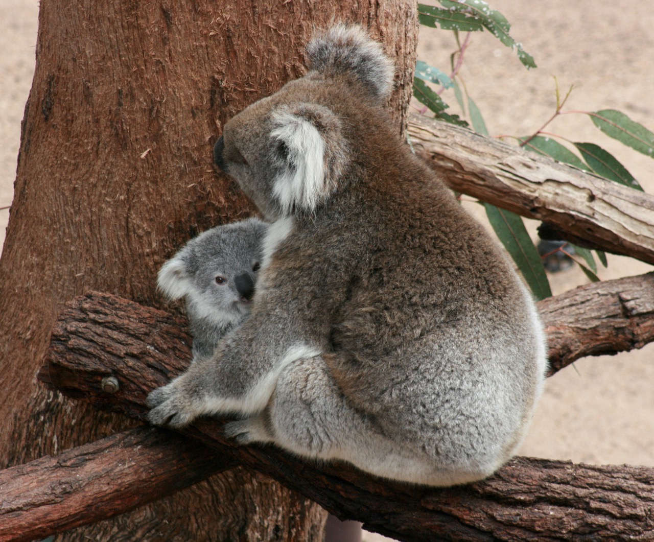 Cuddly Koalas