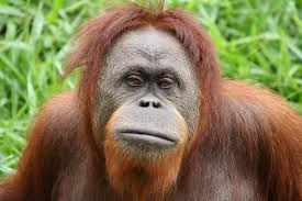 Pulitissima: L'ORANGO TANGO