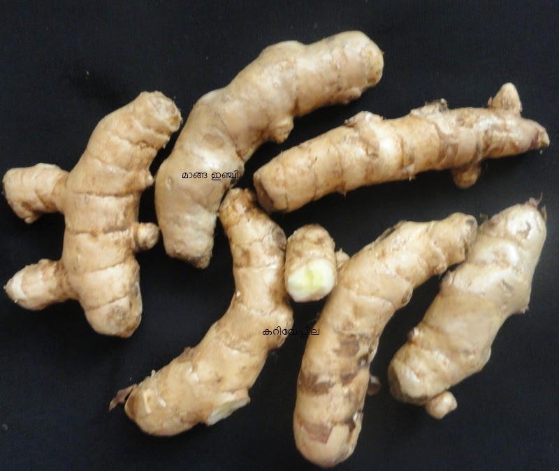 Kariveppila കറിവേപ്പില