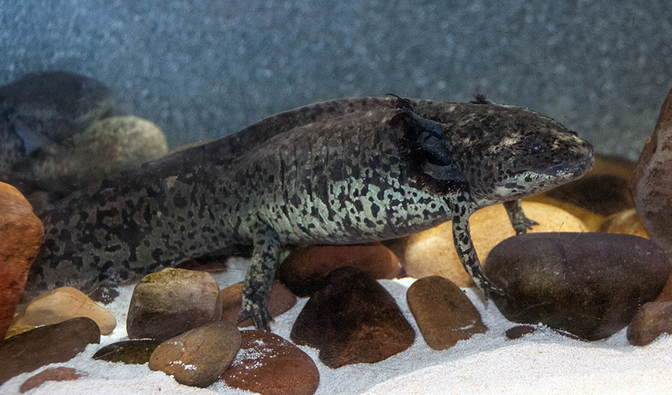 Pacific Science Center Life Sciences: Axolotl Tank-mate Grossology