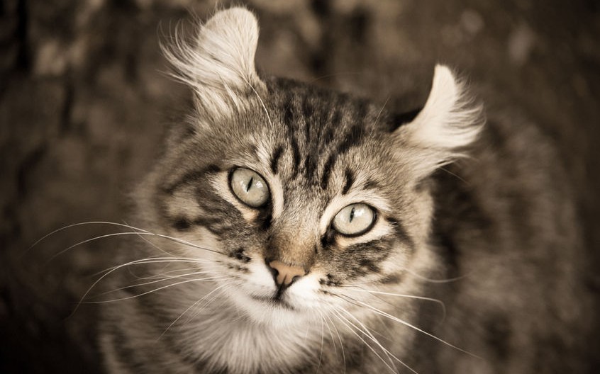 10 Urutan Ras Kucing Peliharaan Termahal Beserta Sejarah"nya