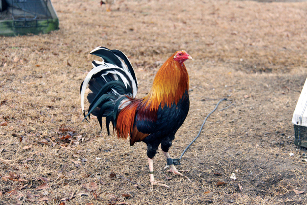 Gallos Y Galleros: (NUEVO) Entrevista A Gene Batia.