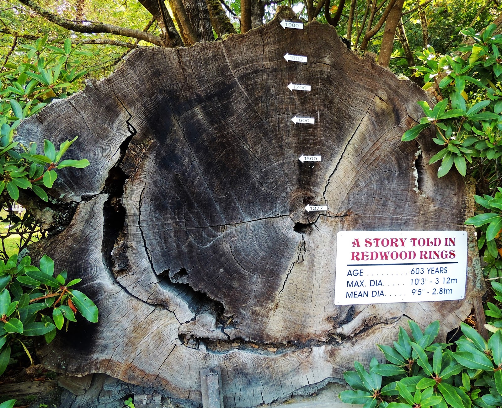 1000 Hikes in 1000 Days: Jedediah Smith Redwoods State Park - Tour Thru ...