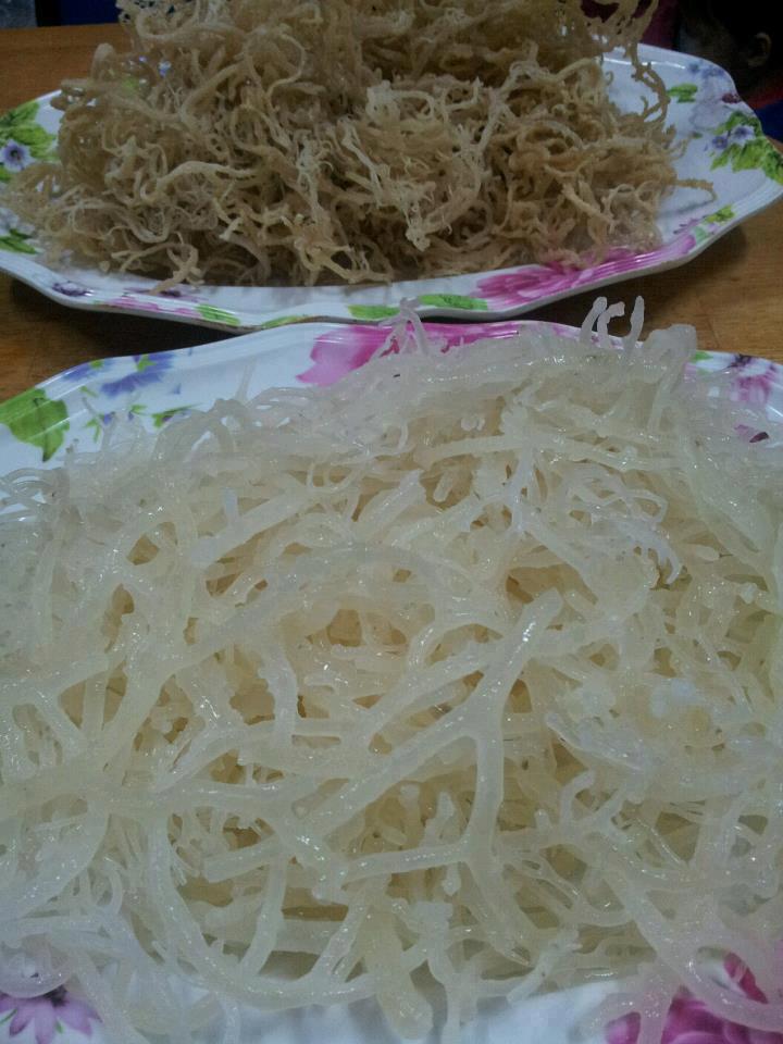 RUMPAI LAUT SABAH: PERBEZAAN RUMPAI LAUT (HIJAU, UNGGU DAN KUNING)