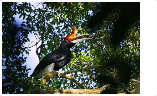 Gambar Burung Enggang | Dunia Binatang