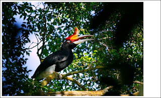 Gambar Burung Enggang | Dunia Binatang