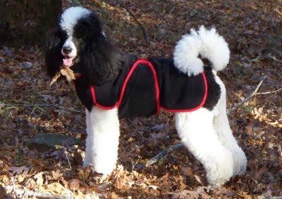 Poodle Blogger: The Parti Crew Reviews Winter Coats for Poodles