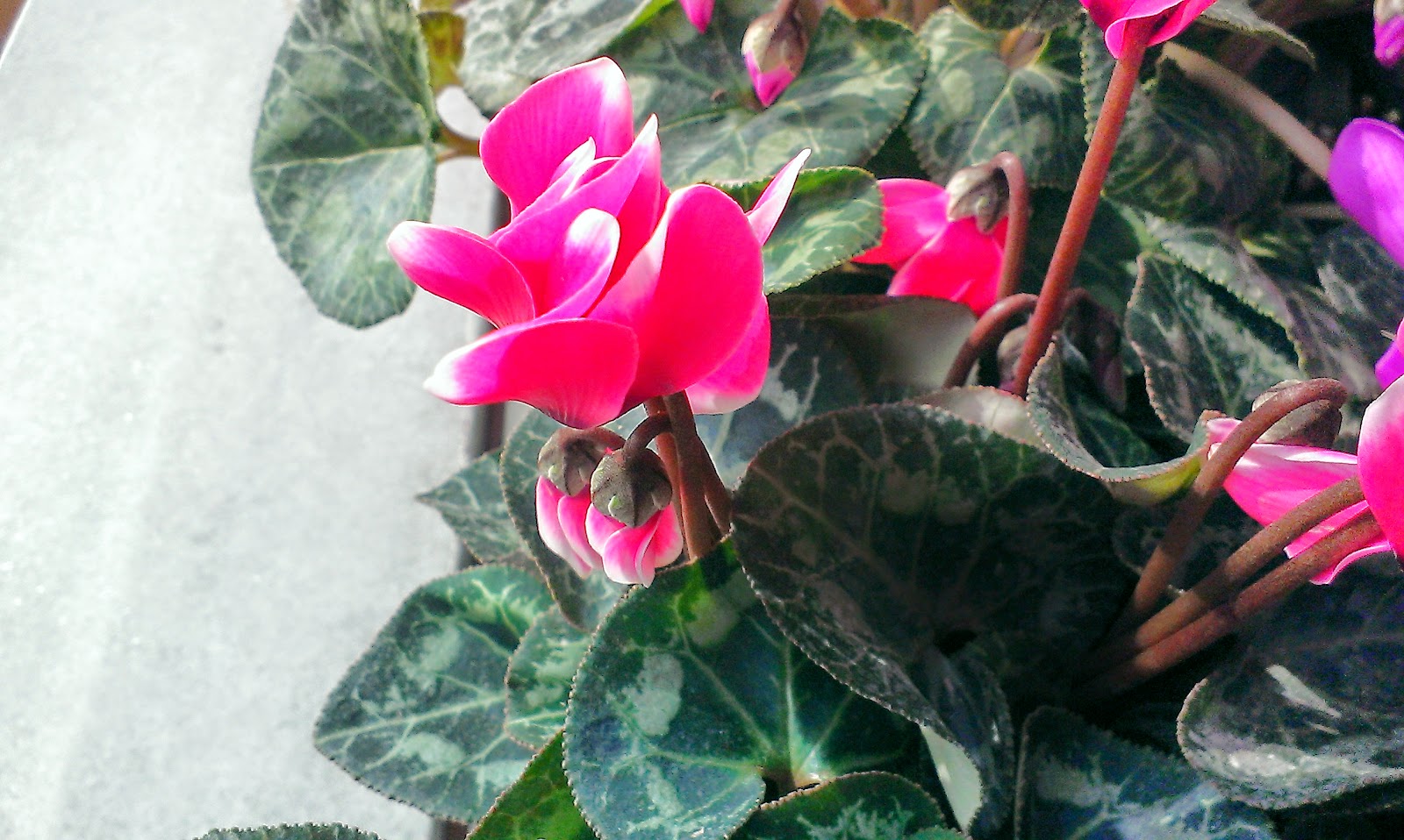 SIKLAMEN (Cyclamen) BAKIMI | Çiçek Bakımı, Çiçek Çeşitleri, Çiçek ...