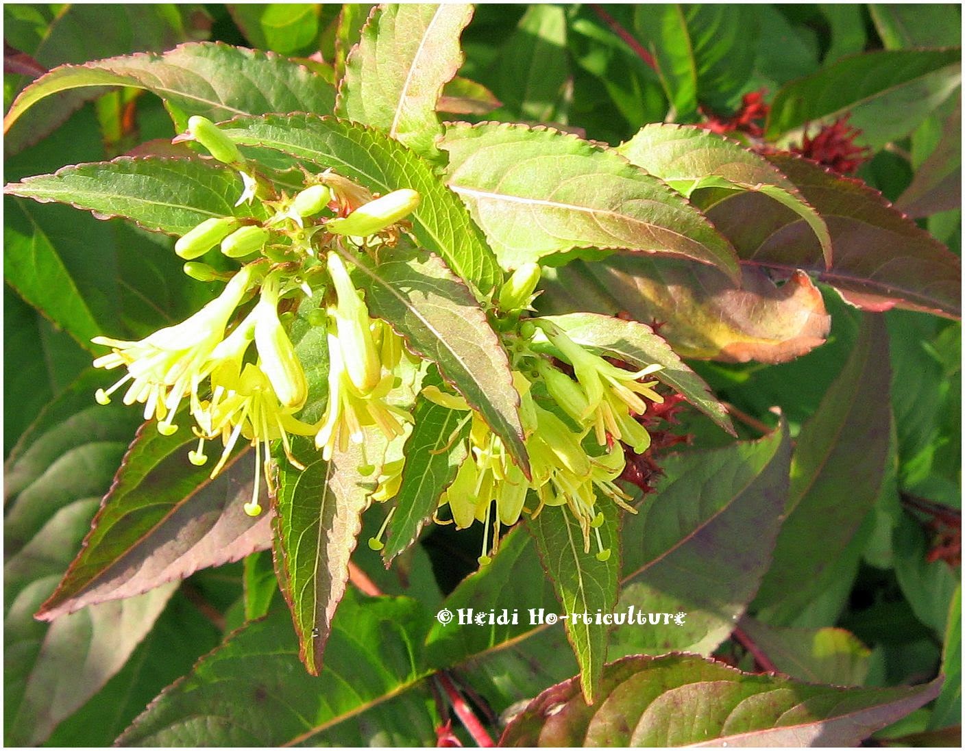 Heidi Horticulture: Plant Profile: Bush Honeysuckle - Diervilla lonicera