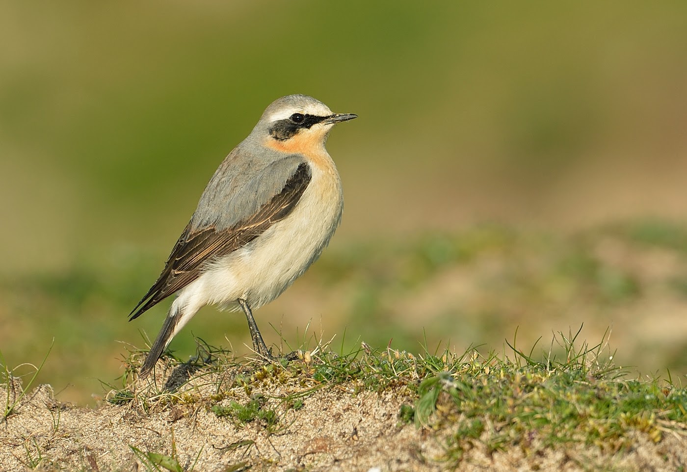 Steve Rogers birding: Northern Wheatear images from St Gothians this ...