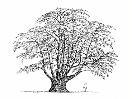 Club de Amig@s de los Ahuehuetes: abril 2011