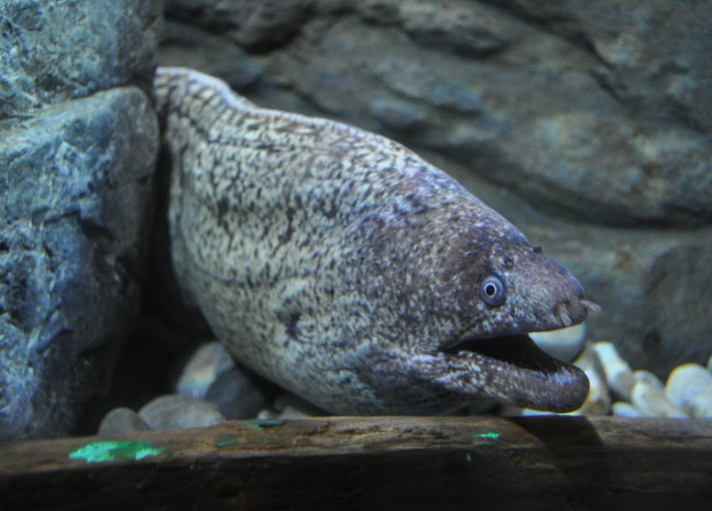 ZOOTOGRAFIANDO (6.096 ANIMALS): MORENA COMÚN / MEDITERRANEAN MORAY ...