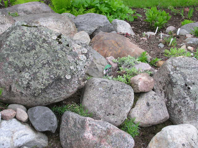 My rented garden: Blommig fredag - Mjukt och hårt