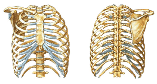 Laboratório de Anatomia: Tórax